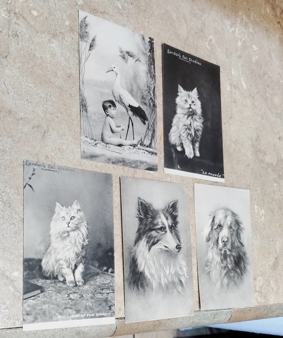 Antique Raphael Tuck Postcards: Baby, Cats, Collie, Newfoundland - Etsy
