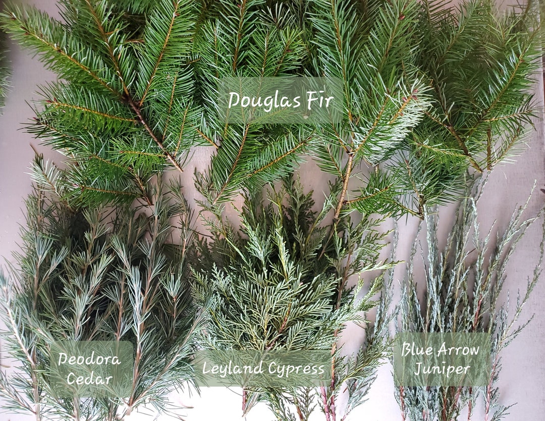 Fresh Cut Douglas Fir Mixed Holiday Evergreens Box, DIY Centerpiece ...