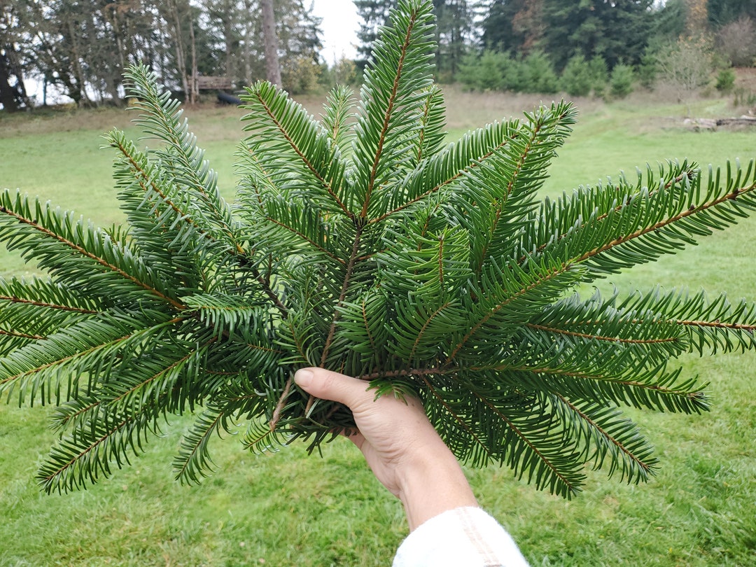 Fresh Cut Grand Fir Tips, Boughs, Holiday Greens - Etsy
