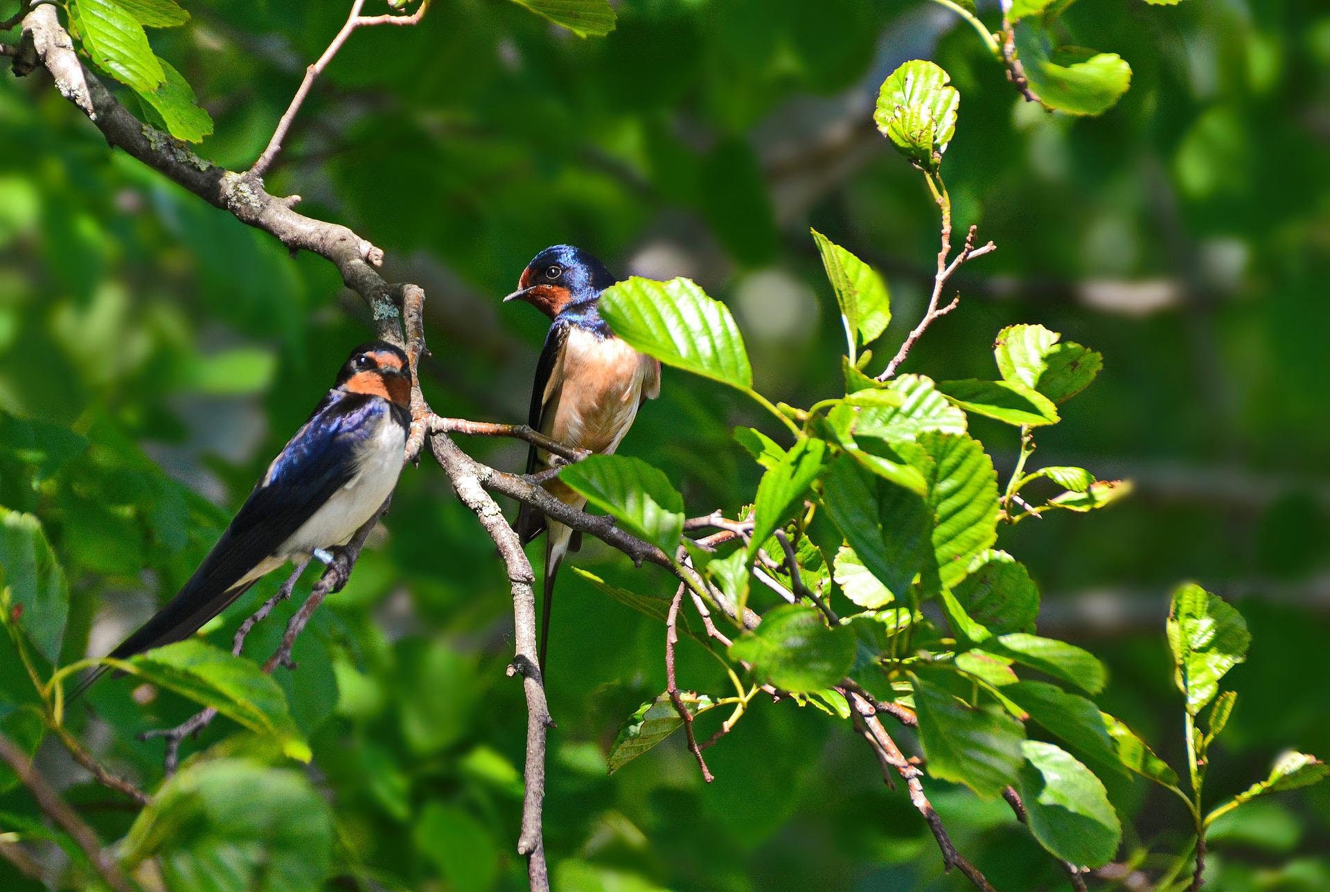 Barn Swallow. 10 Minute Audio Track. ASMR white Noise - Etsy