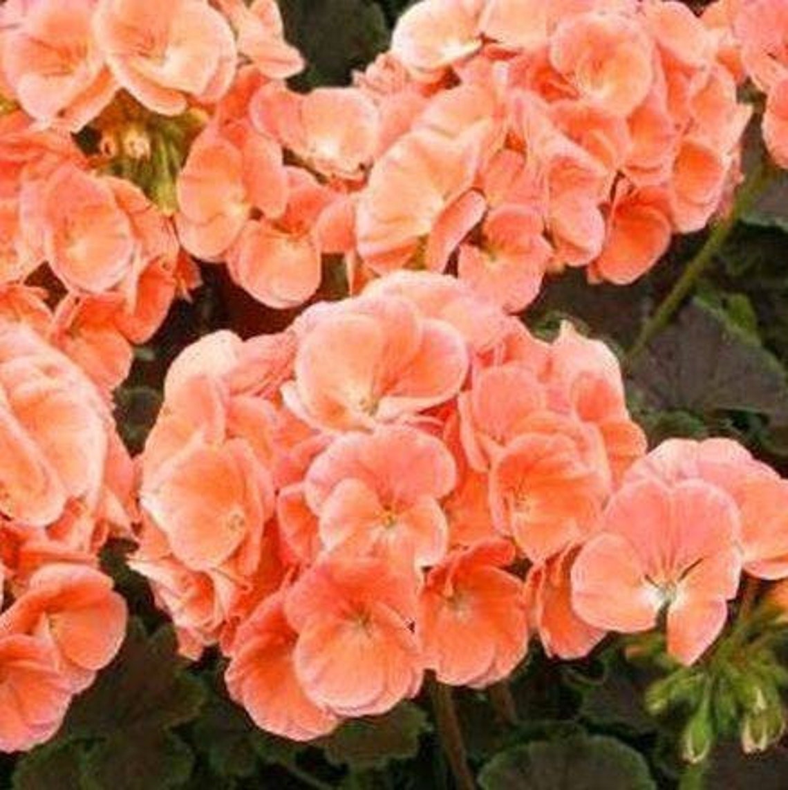 Pelargonium Night Salmon Flower 5 Seeds - Etsy Canada