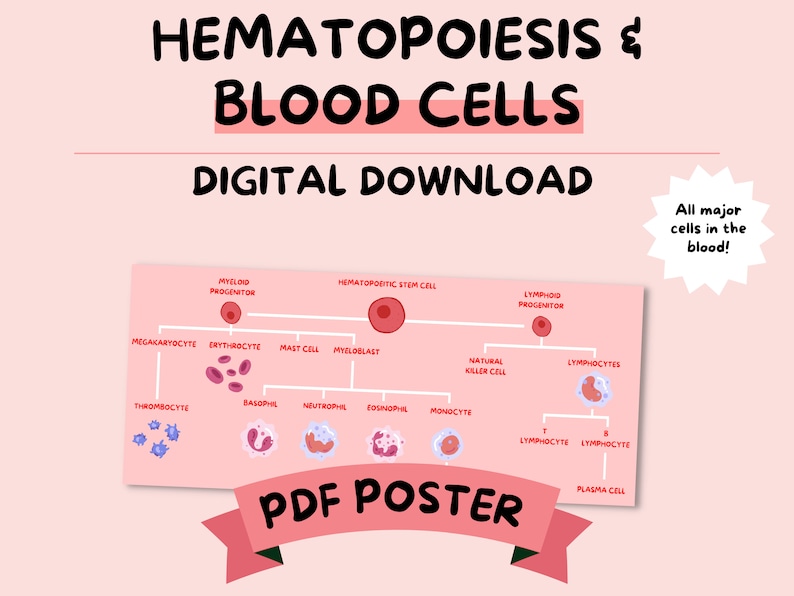 Hematopoiesis, Blood Cell Differentiation - Biology, Medicine ...