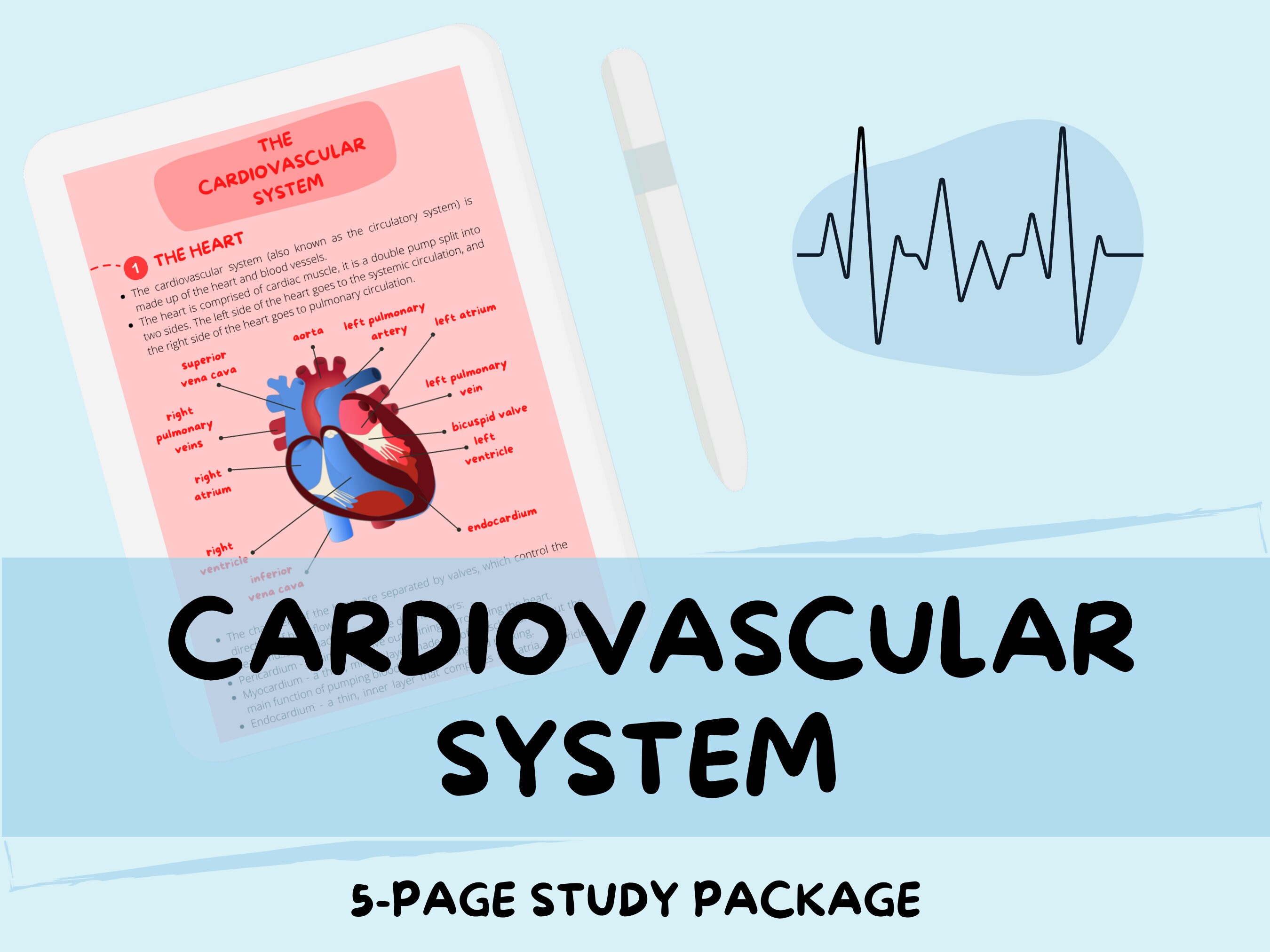 The Cardiovascular System A-level Biology Study Notes Guide - Etsy