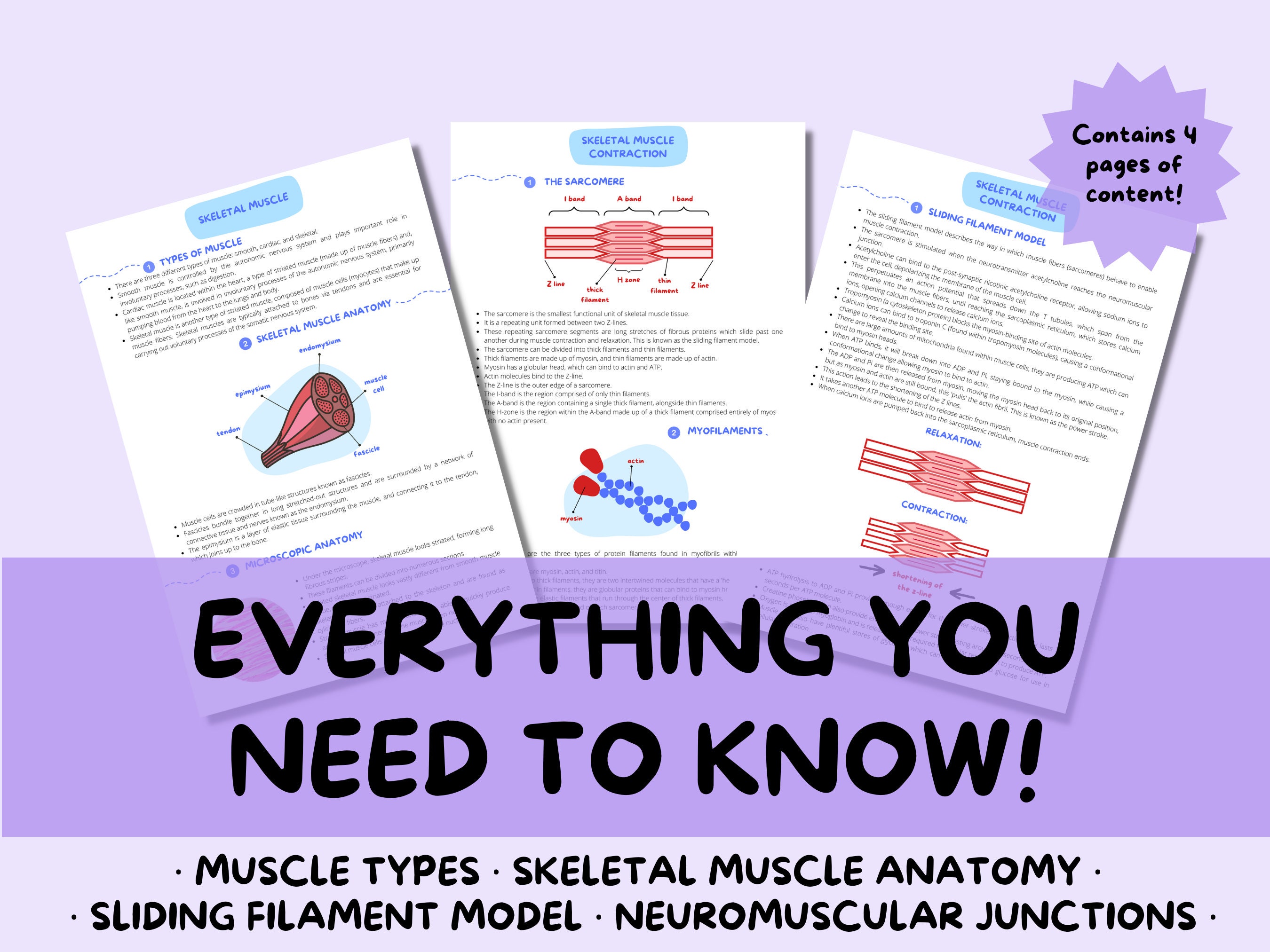 Skeletal Muscle and Muscle Contraction - A-level Biology Study Notes ...