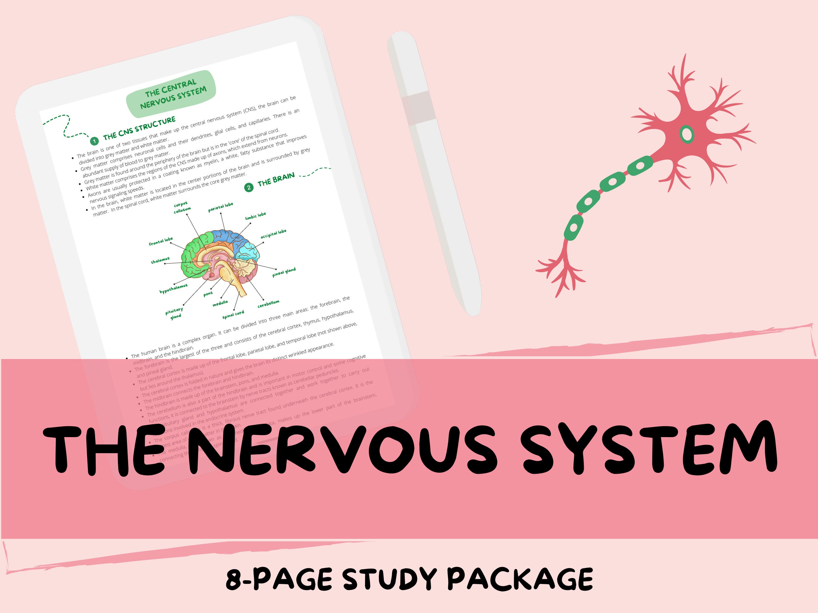 The Nervous System - A-level Biology Study Notes Guide - Etsy