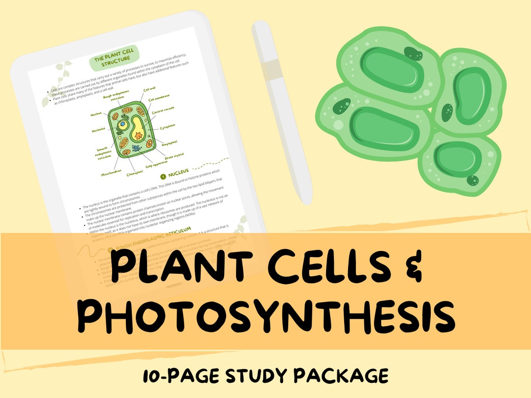 Plant Cells and Photosynthesis - A-level Biology Study Notes Guide - Etsy