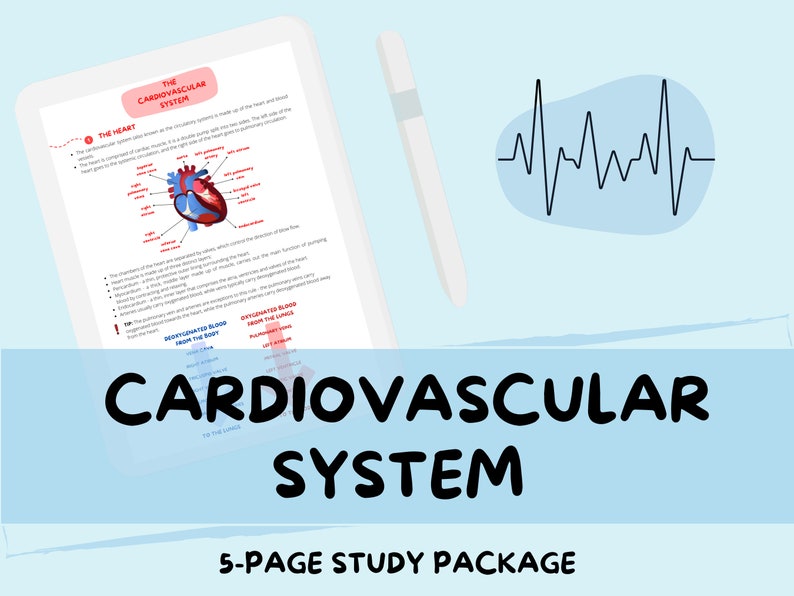 The Cardiovascular System - A-level Biology Study Notes Guide - Etsy