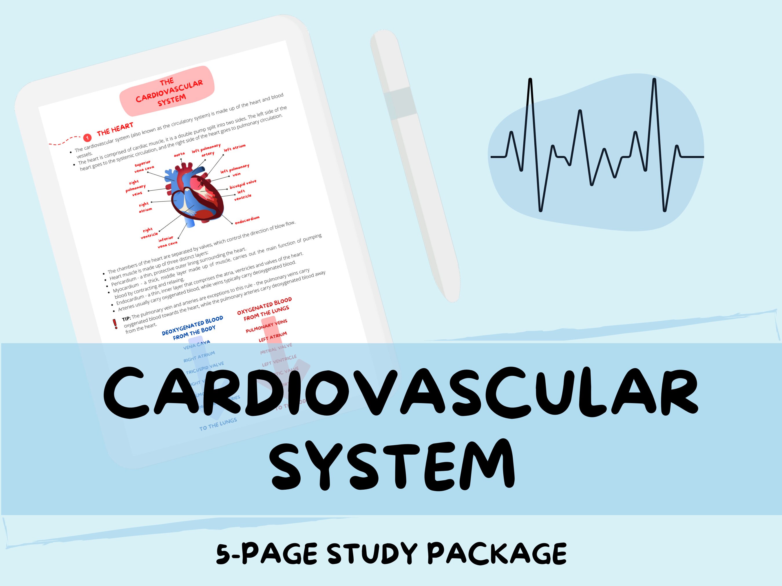 The Cardiovascular System - A-level Biology Study Notes Guide - Etsy