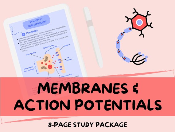 Membranes and Action Potentials A-level Biology Study Notes - Etsy