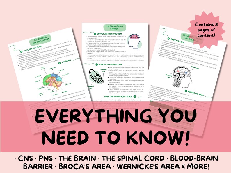 The Nervous System - A-level Biology Study Notes Guide - Etsy