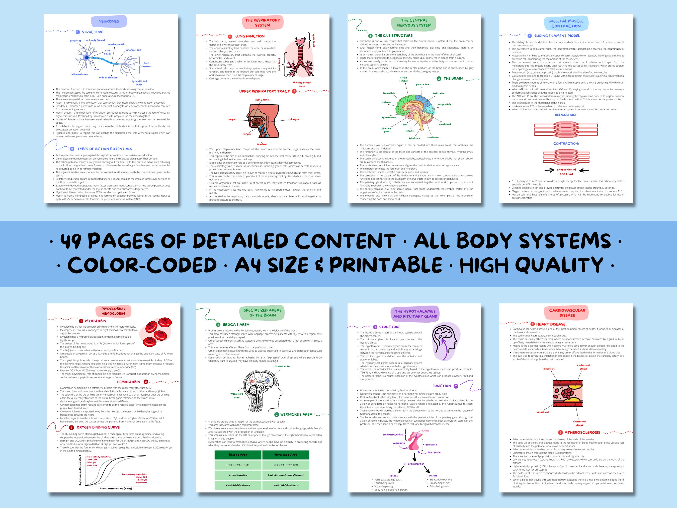 Human Anatomy and Physiology - *49 PAGES!* Study Notes Pack for ...