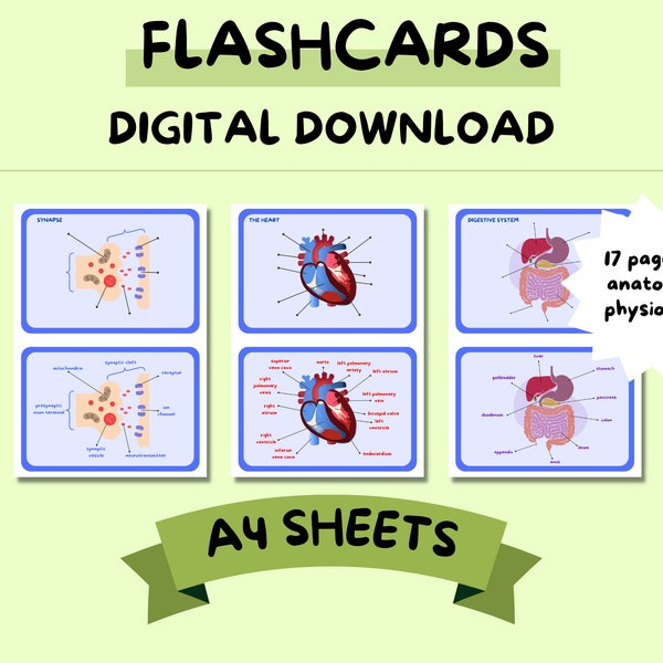 Anatomy Flashcards - Etsy