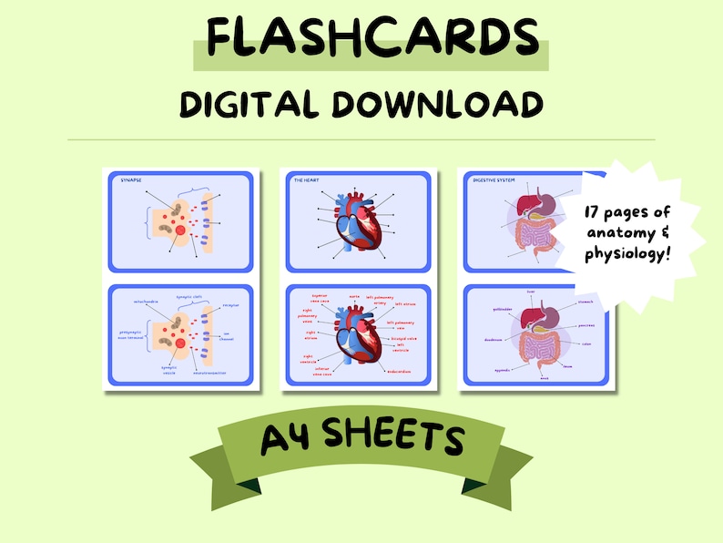 17 Anatomy & Physiology Diagrams · Flashcards · A-level · Nursing Notes ...