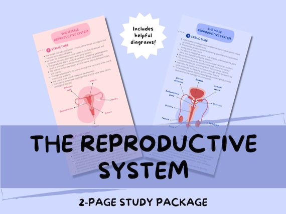 The Reproductive System Biology Medicine & Physiology Study - Etsy