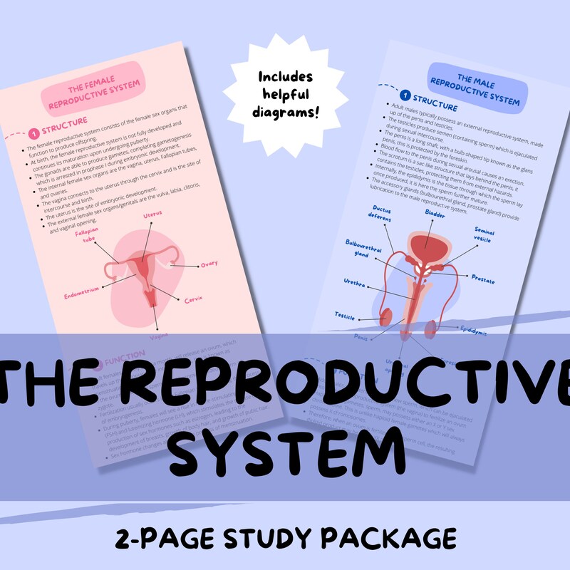 Reproductive System - Etsy