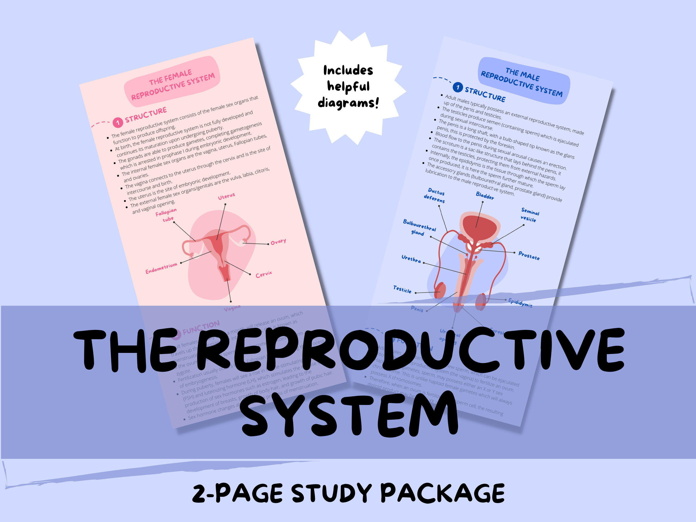 The Reproductive System Biology, Medicine & Physiology Study Notes ...