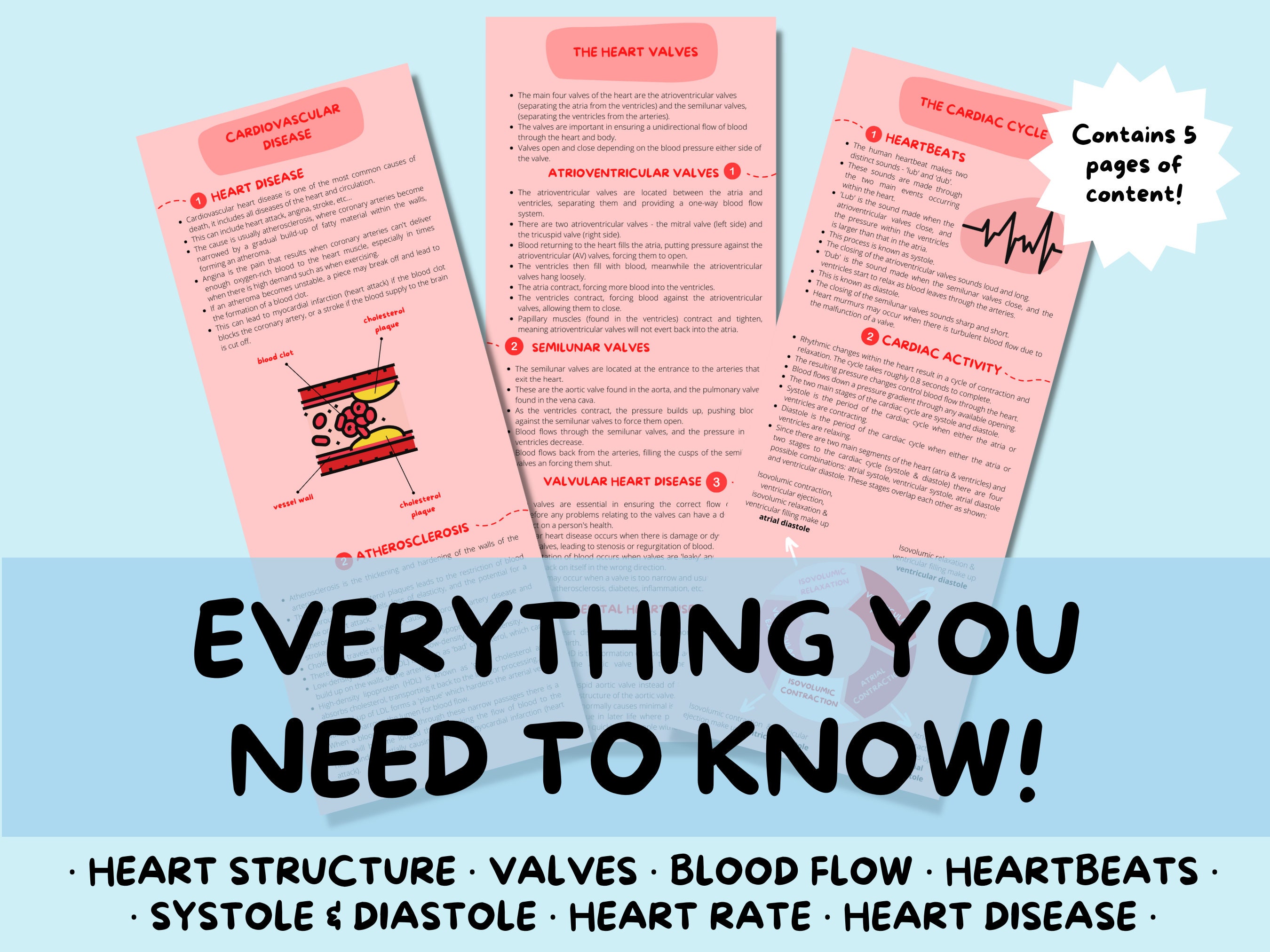 The Cardiovascular System A-level Biology Study Notes Guide - Etsy