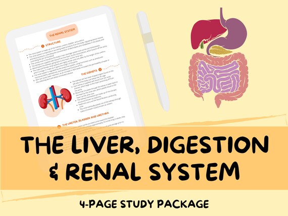 The Liver Digestion and Renal System A-level Biology Study - Etsy