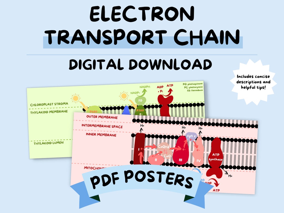 Respiration and Photosynthesis Posters - A-level Biology Study Notes ...