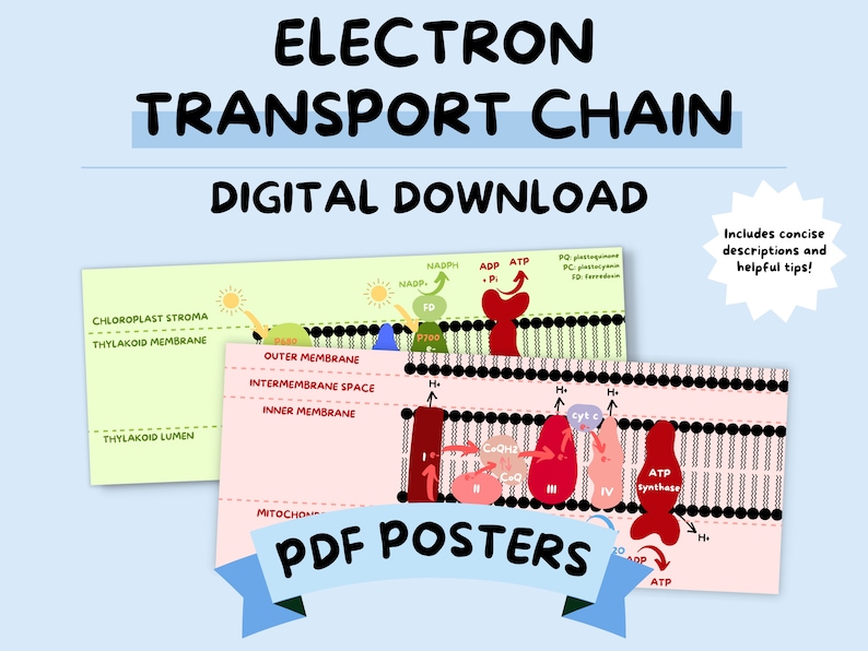Respiration and Photosynthesis Posters - A-level Biology Study Notes ...