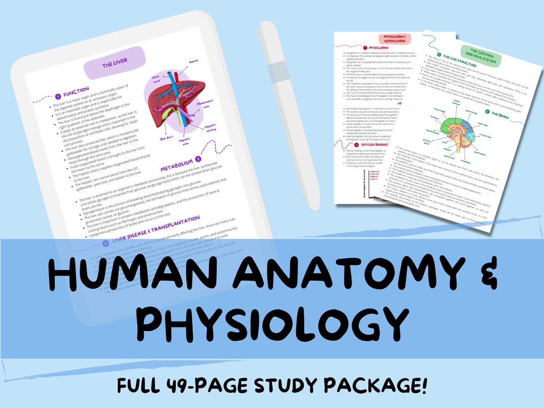 Human Anatomy and Physiology - *49 PAGES!* Study Notes Pack for ...