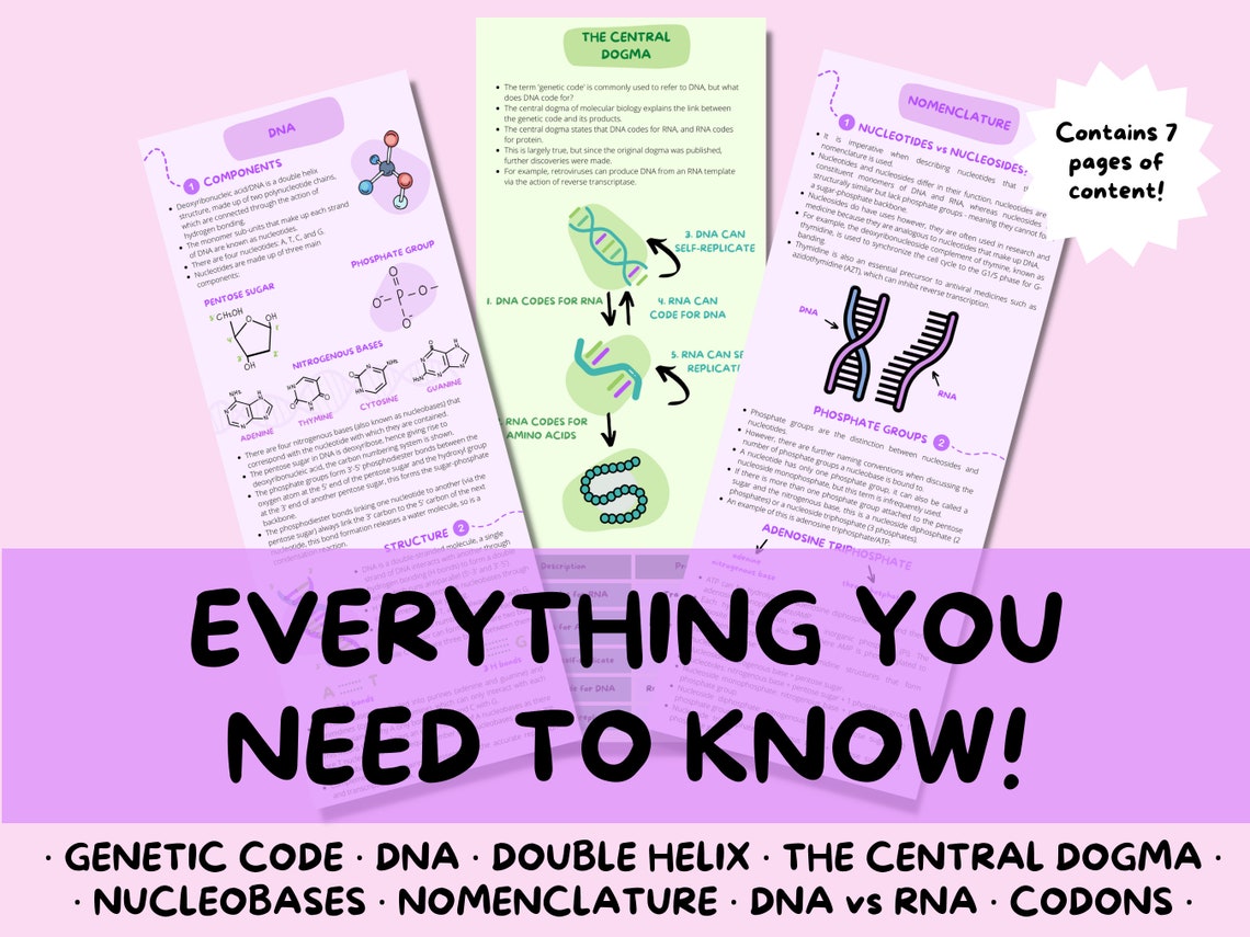 DNA Structure - A-level Biology Study Notes Guide - Etsy
