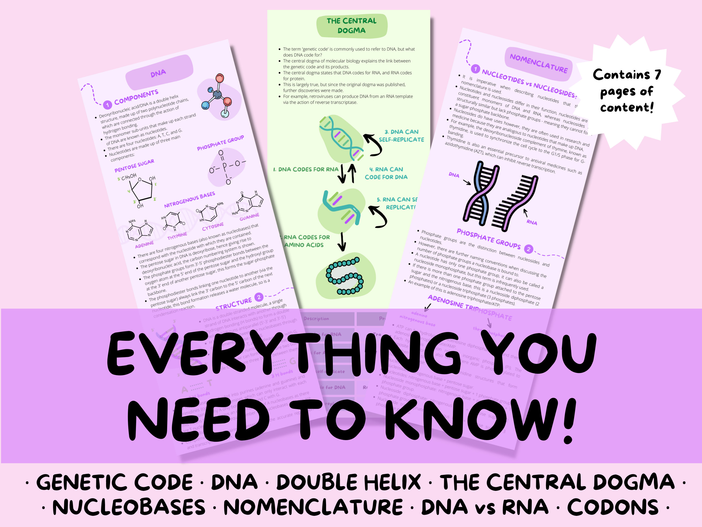 DNA Structure - A-level Biology Study Notes Guide - Etsy