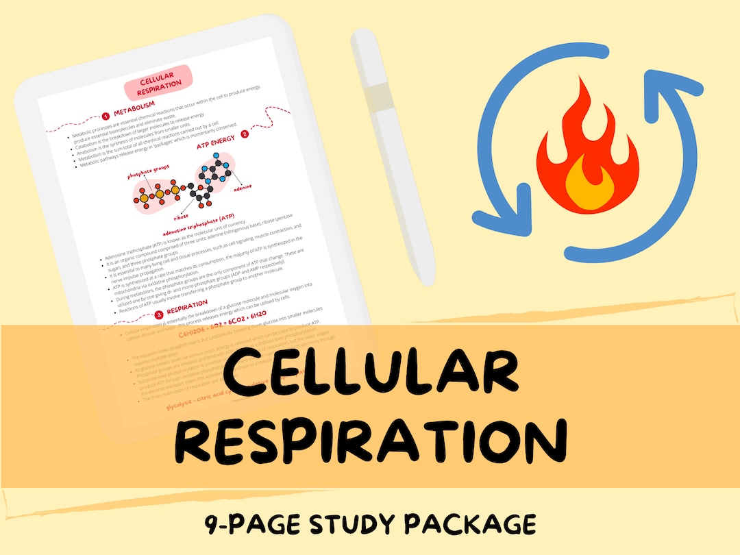 Cellular Respiration - A-level Biology Study Notes Guide - Etsy