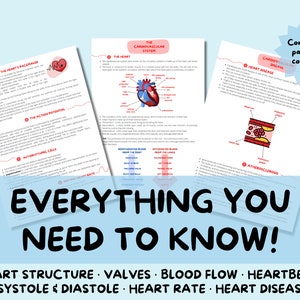 The Cardiovascular System - A-level Biology Study Notes Guide - Etsy