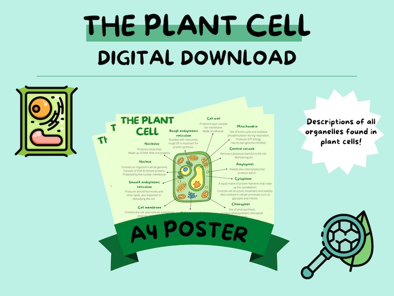Plant Cells and Organelles A4 Poster - A-level Biology Study Notes ...
