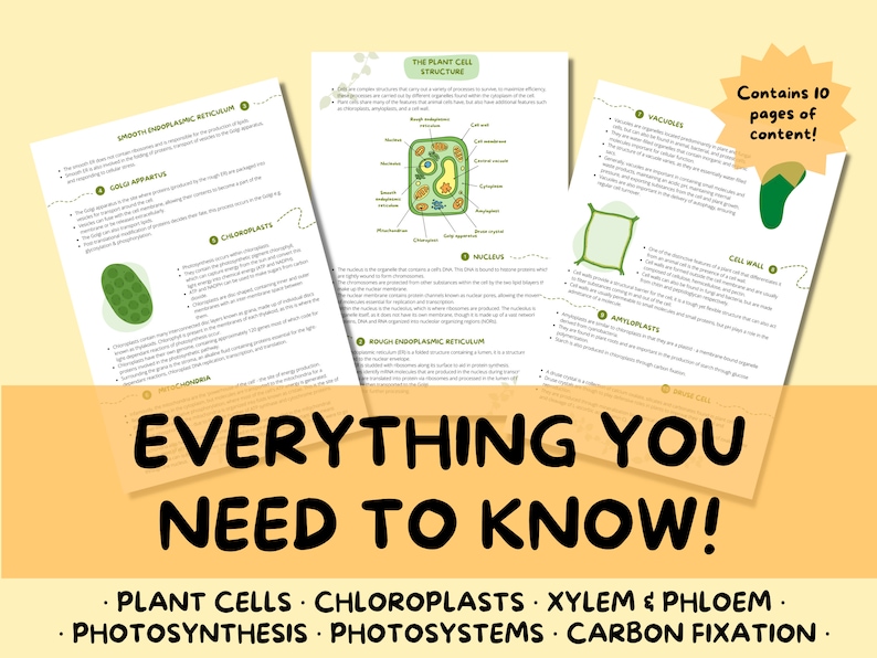 Plant Cells and Photosynthesis - A-level Biology Study Notes Guide - Etsy