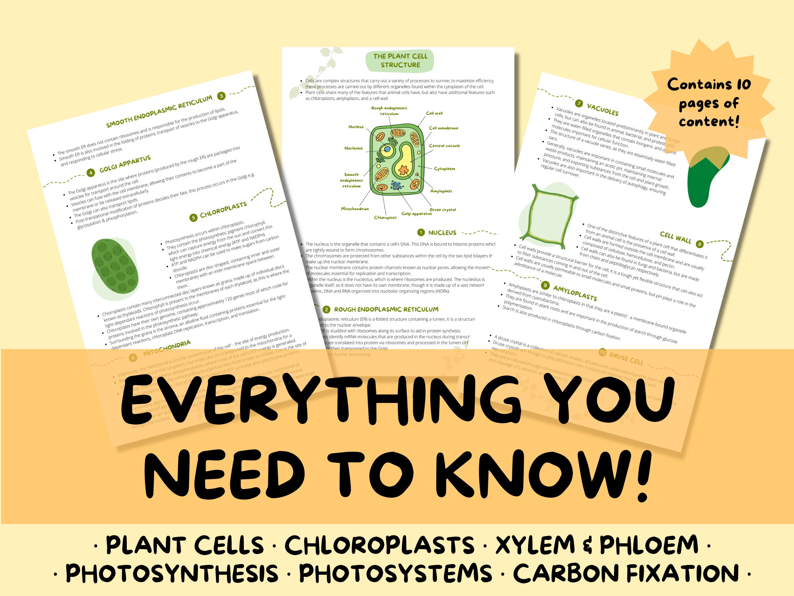 Plant Cells and Photosynthesis - A-level Biology Study Notes Guide - Etsy