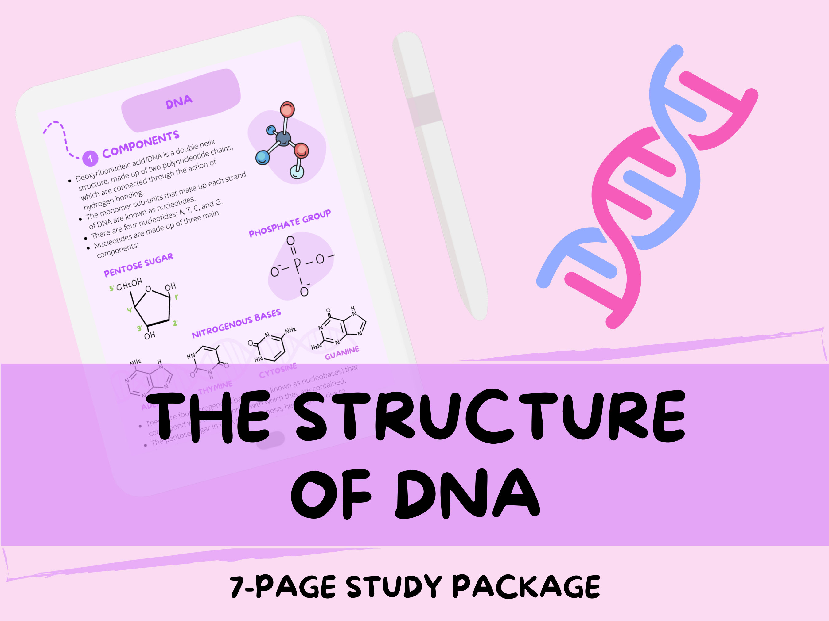 DNA Structure - A-level Biology Study Notes Guide - Etsy
