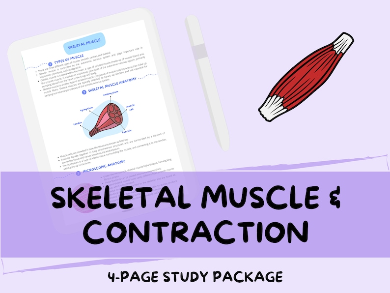 Skeletal Muscle and Muscle Contraction A-level Biology Study Notes ...