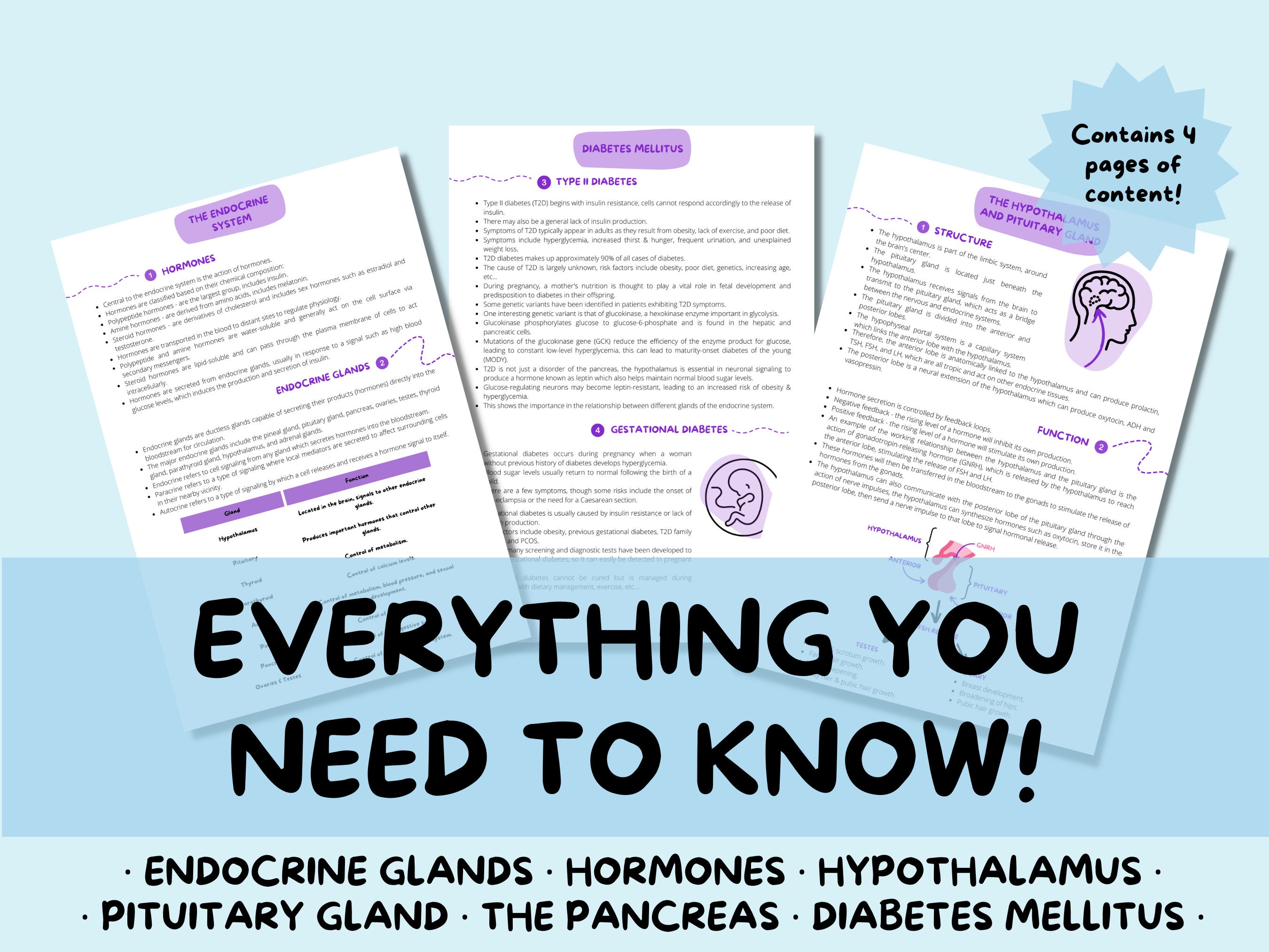 The Endocrine System - A-level Biology Study Notes Guide - Etsy