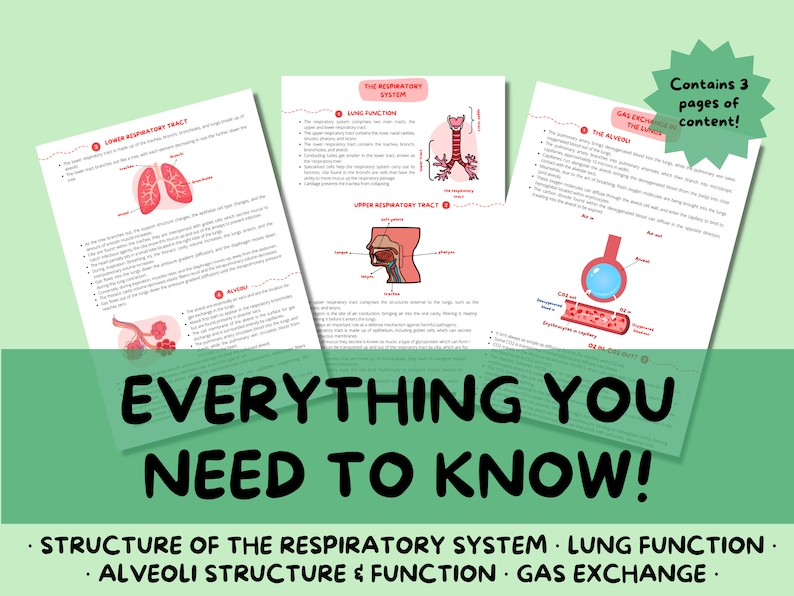 The Respiratory System - A-level Biology Study Notes Guide - Etsy