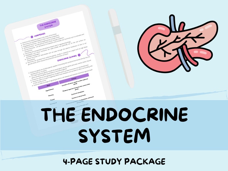 The Endocrine System - A-level Biology Study Notes Guide - Etsy