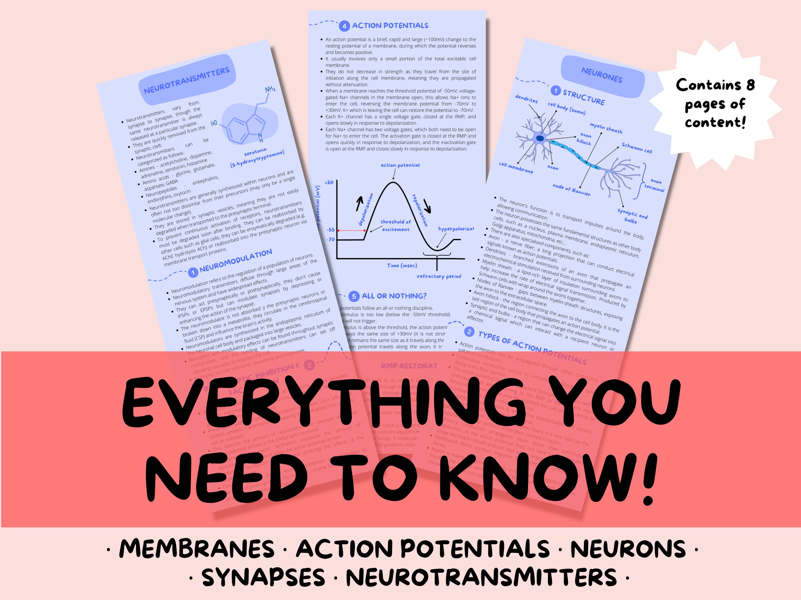 Membranes and Action Potentials A-level Biology Study Notes - Etsy