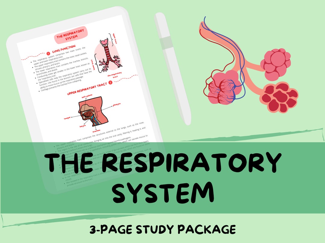 The Respiratory System - A-level Biology Study Notes Guide - Etsy