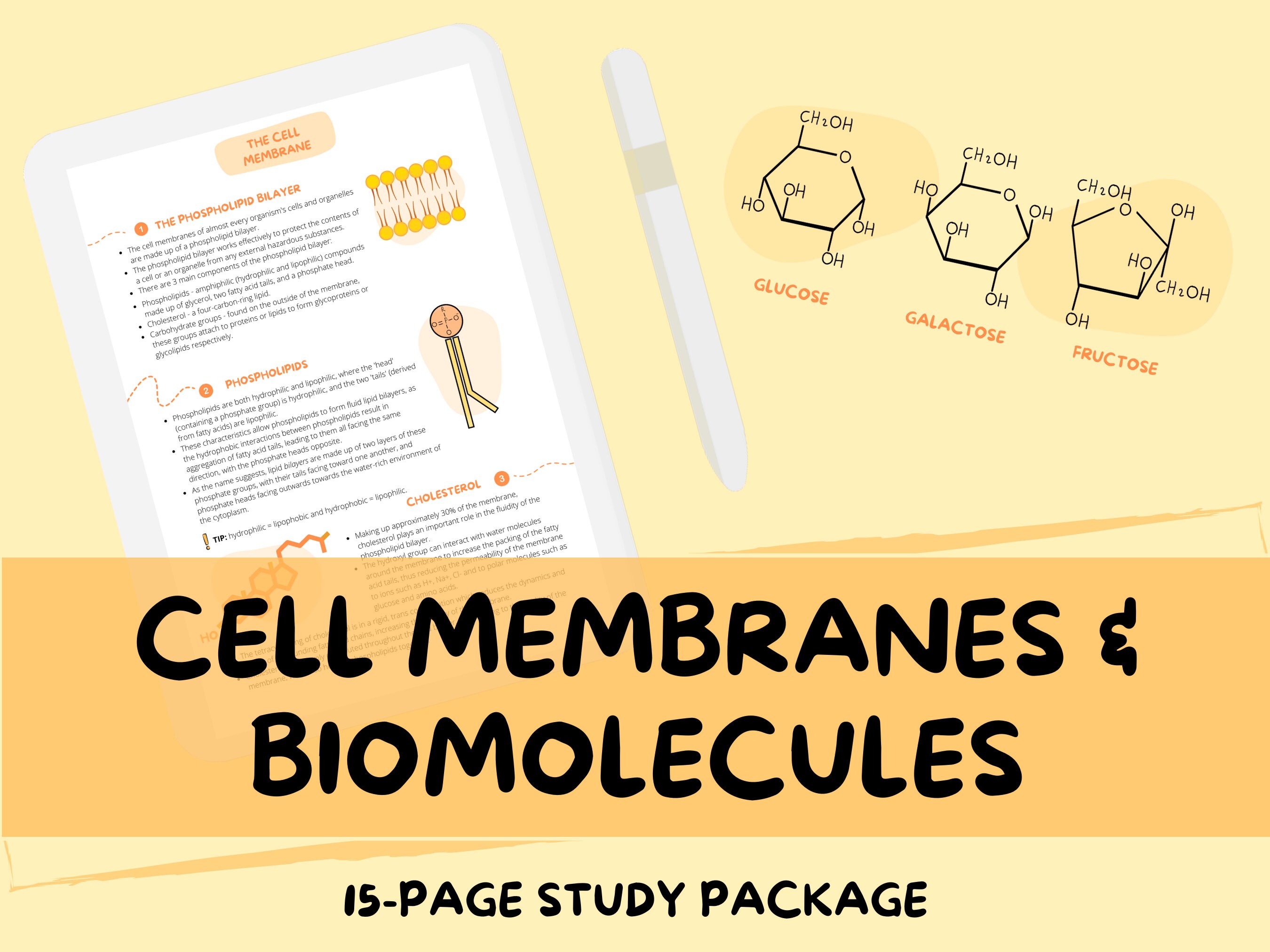 Cell Membrane and Biomolecules - Biology Study Guide - Etsy