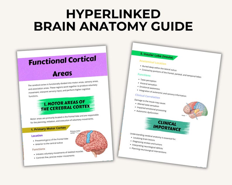 Brain Regions and Their Functions, Brain Anatomy Guide, Neuropsychology ...
