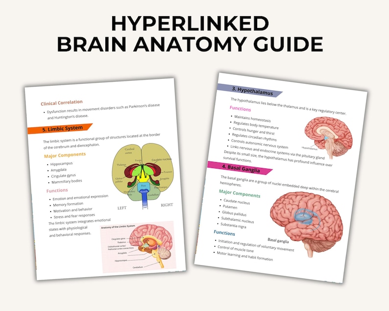 Brain Regions and Their Functions, Brain Anatomy Guide, Neuropsychology Worksheets, Neuroscience ...