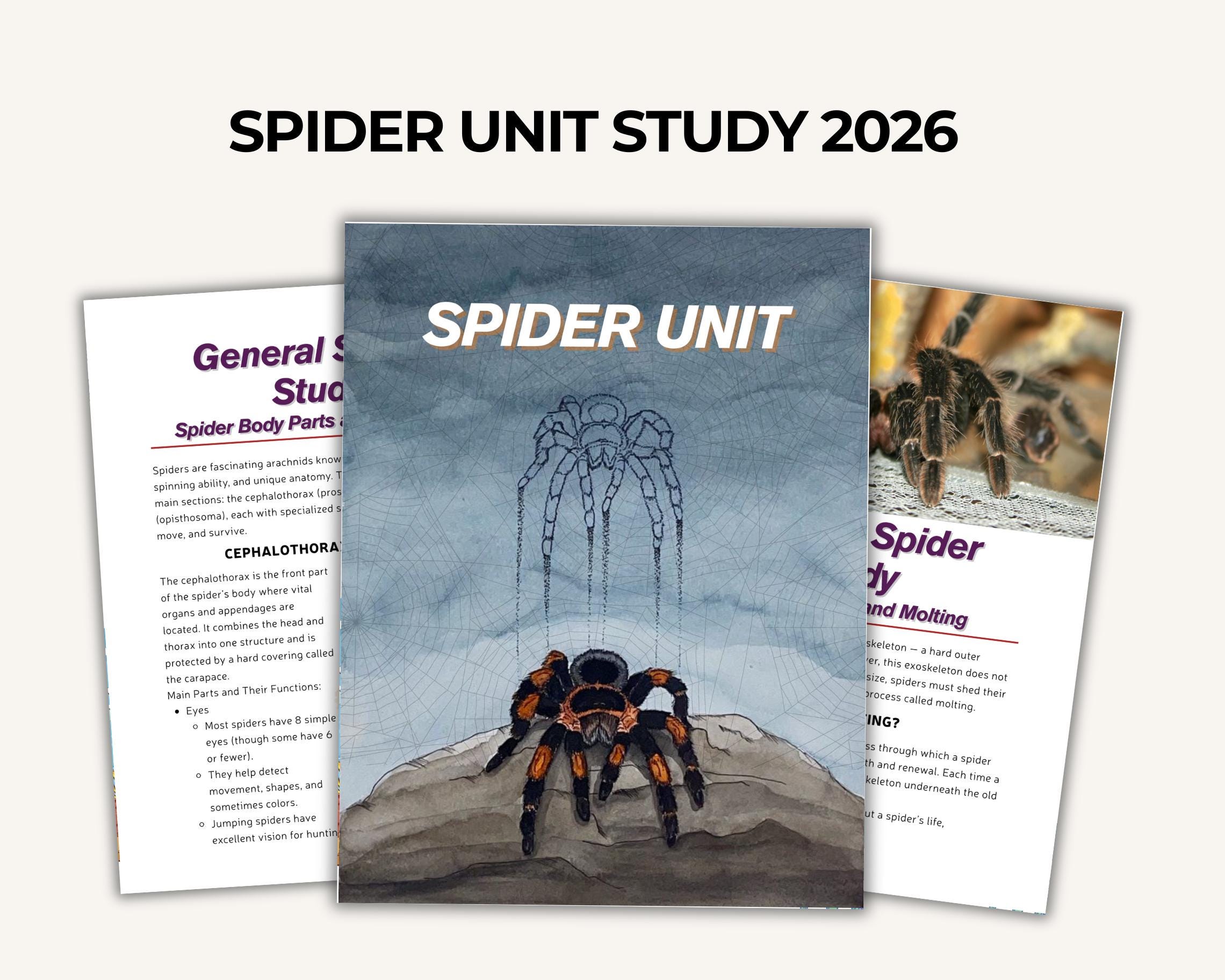 Spider Unit Study: Life Cycle, Anatomy, Webs (digital Download) - Etsy