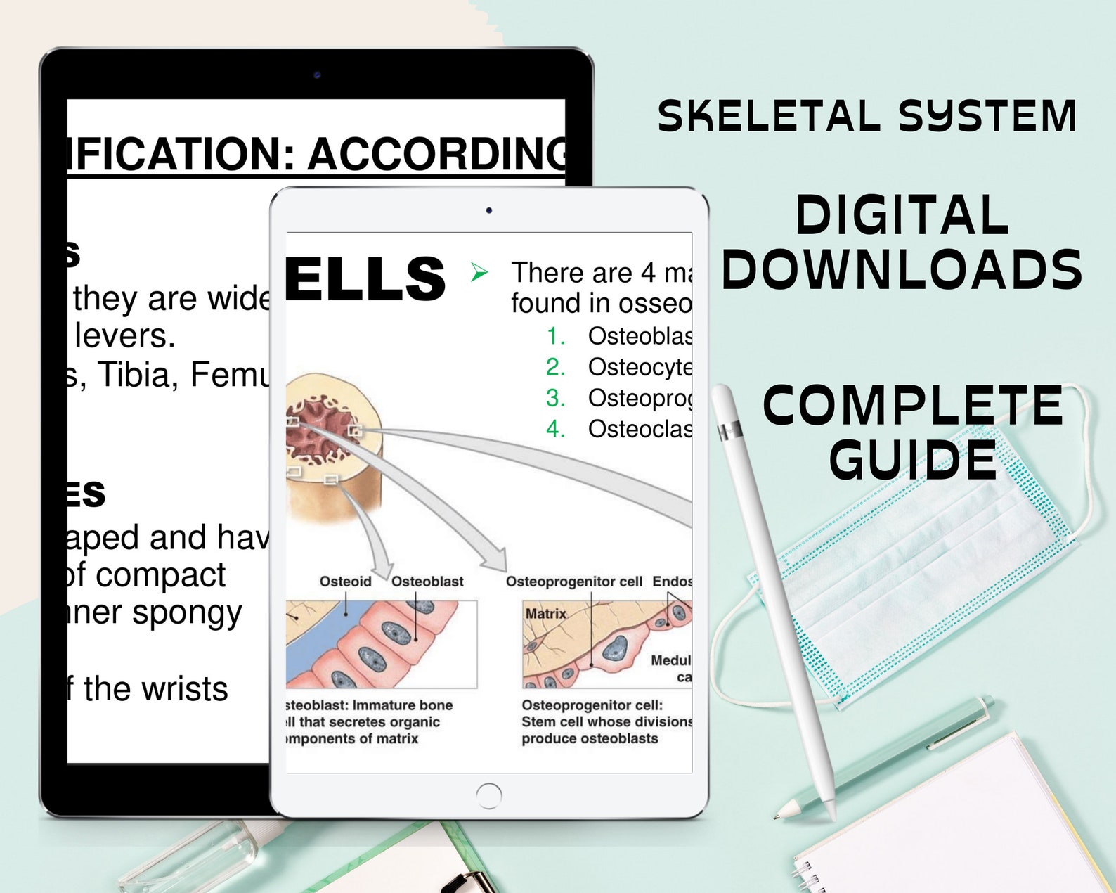 Skeletal System Notes: Anatomy Diagrams & Cheat Sheet (PDF) - Etsy
