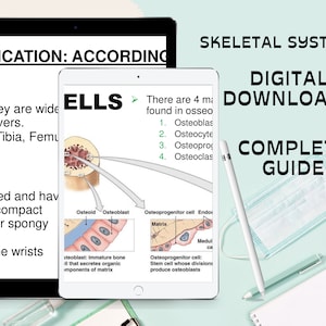 Skeletal System Notes: Anatomy Diagrams & Cheat Sheet (PDF) - Etsy