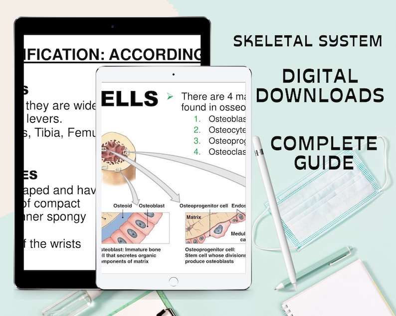 Skeletal System Notes: Anatomy Diagrams & Cheat Sheet (PDF) - Etsy