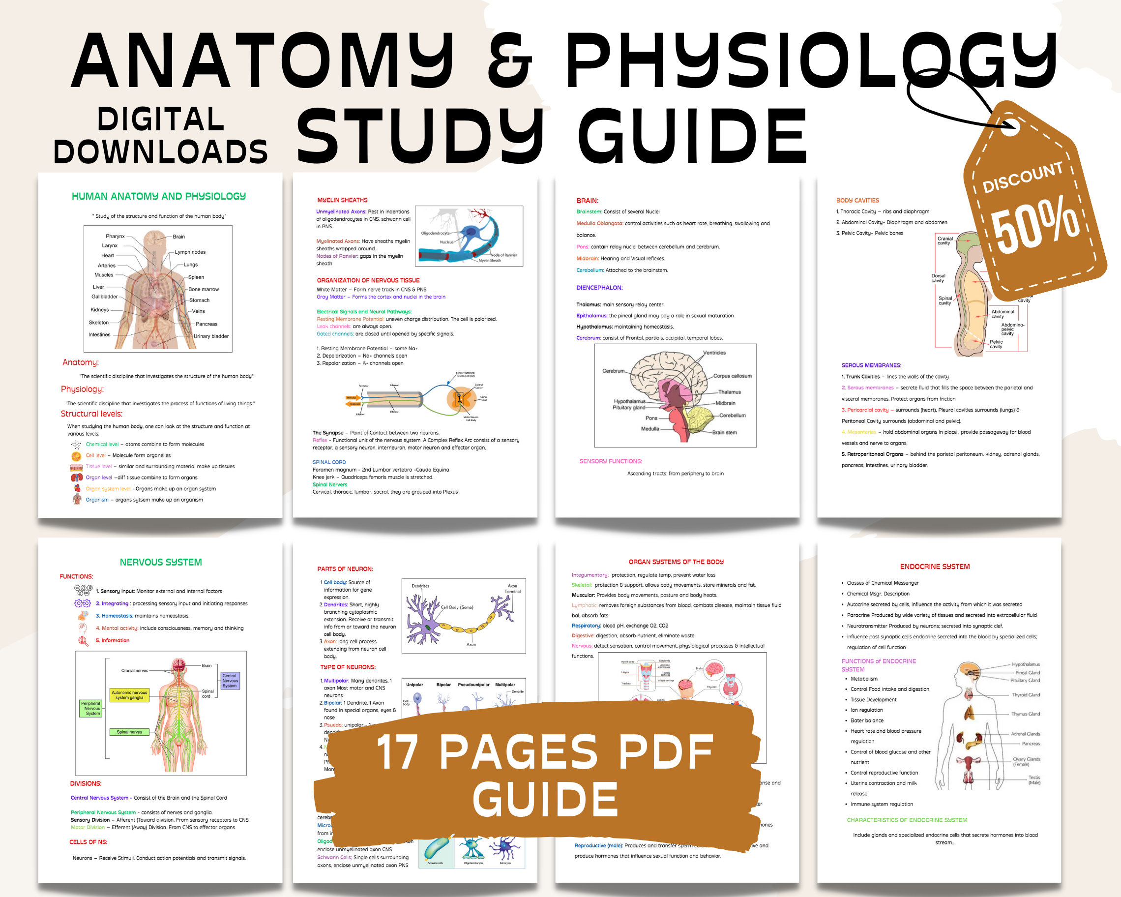 Anatomy Physiology Study Guide Physiology Notes Anatomy Etsy Anatomy Physiology Study Guide Physiology Notes Anatomy Etsy