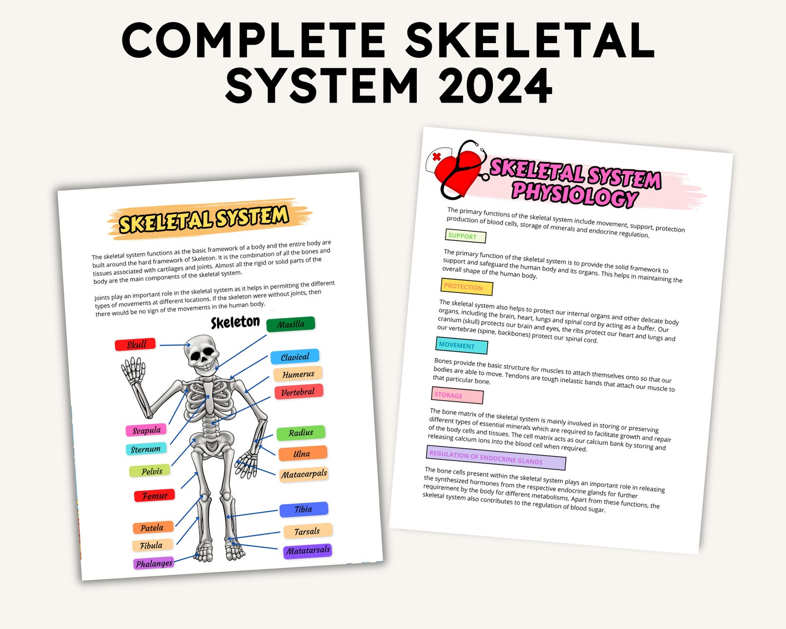 Skeletal System Notes: Anatomy Diagrams & Cheat Sheet (PDF) - Etsy
