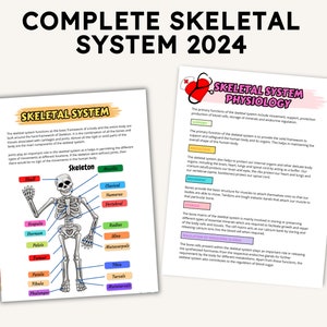 Skeletal System Notes: Anatomy Diagrams & Cheat Sheet (PDF) - Etsy