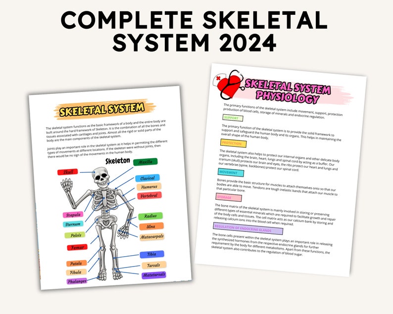 Skeletal System Notes 45+ Pages With Cheat Sheet ~ Intro to Skeletal ...